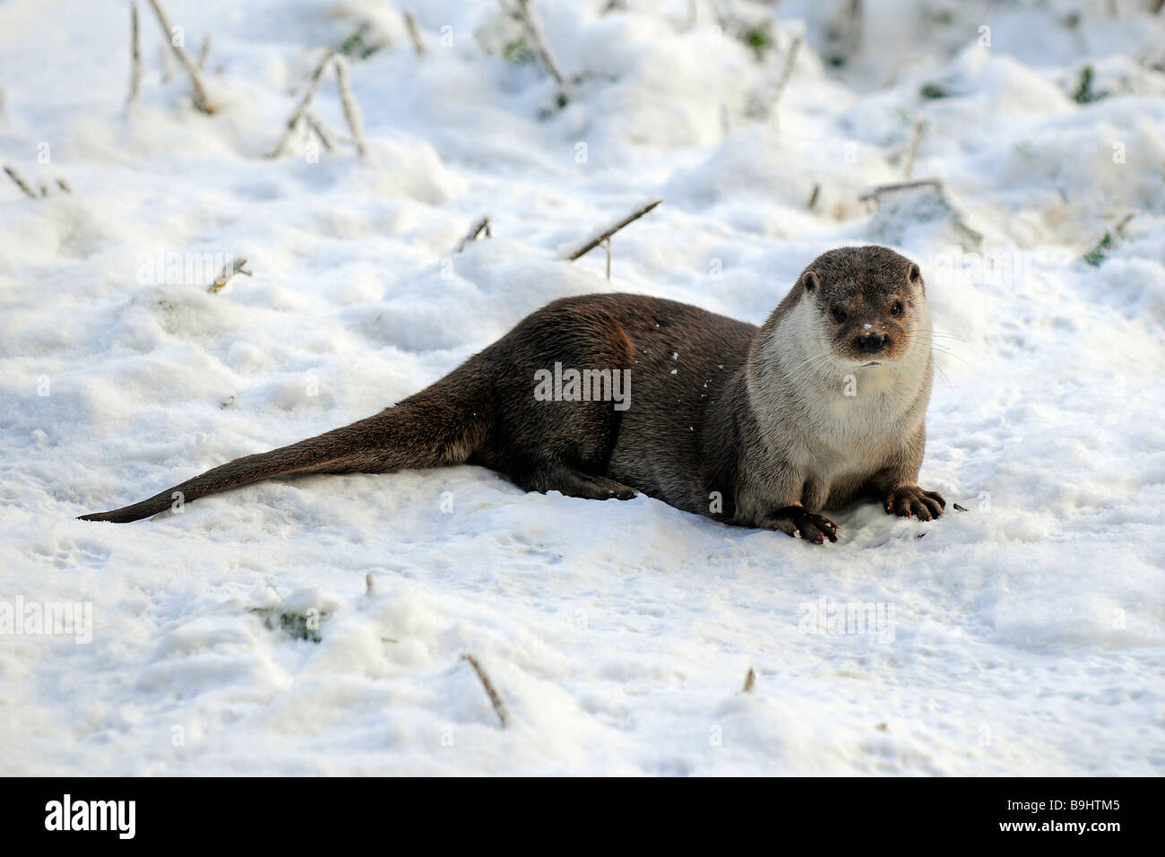 Natural habitat shot hi-res stock photography and images - Alamy