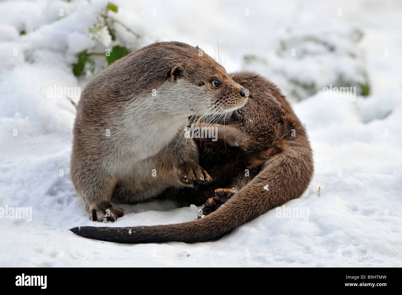 Otter habitat hi-res stock photography and images - Alamy