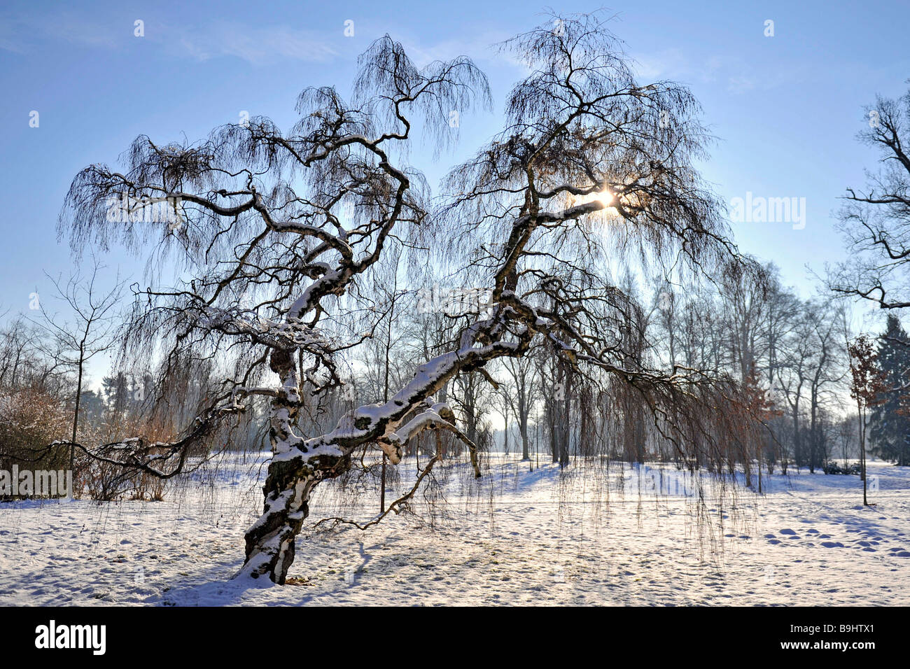 Birch Tree Betula Winter High Resolution Stock Photography and Images ...