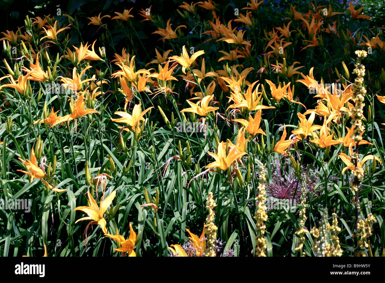 A group of Lilies (lilium) in a garden in Kent Stock Photo - Alamy