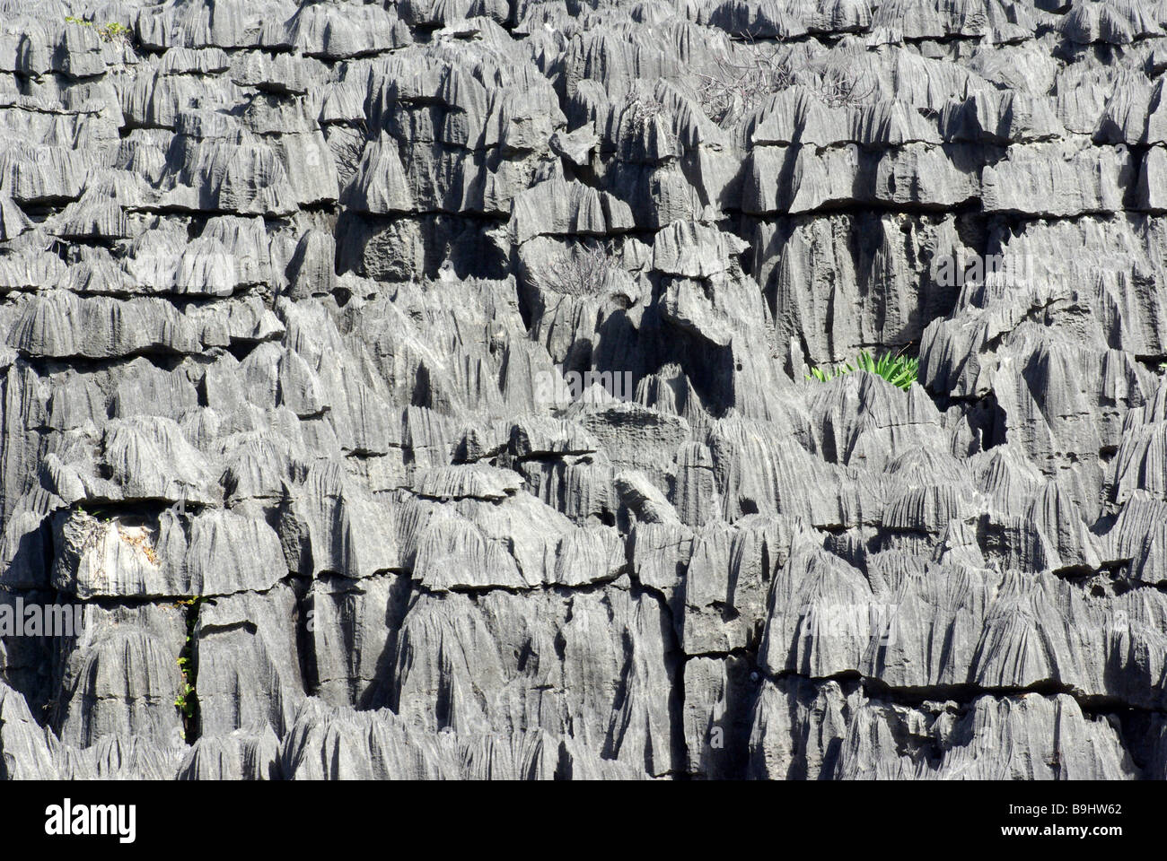 Tsingy (sharp eroded limestone) at Ankarana Special Reserve, Madagascar ...