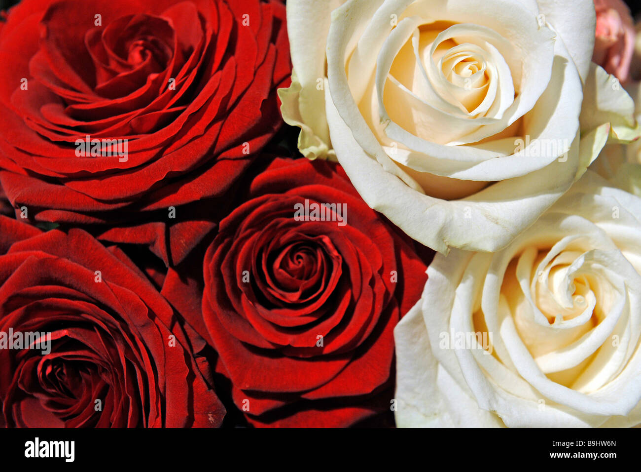 Red and white roses Stock Photo - Alamy