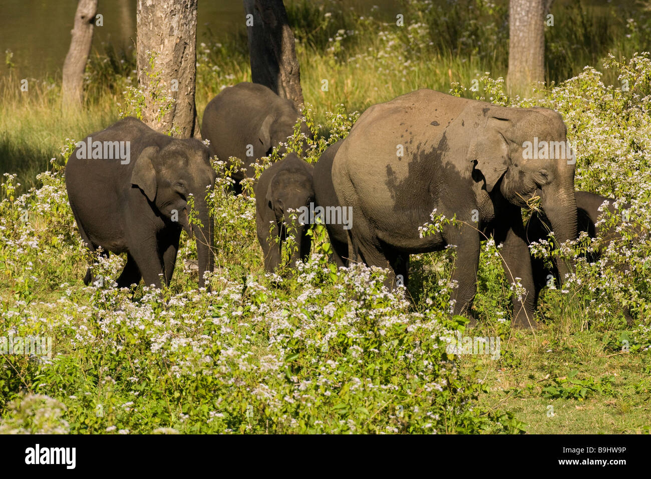 Indian elephant forest hi-res stock photography and images - Alamy