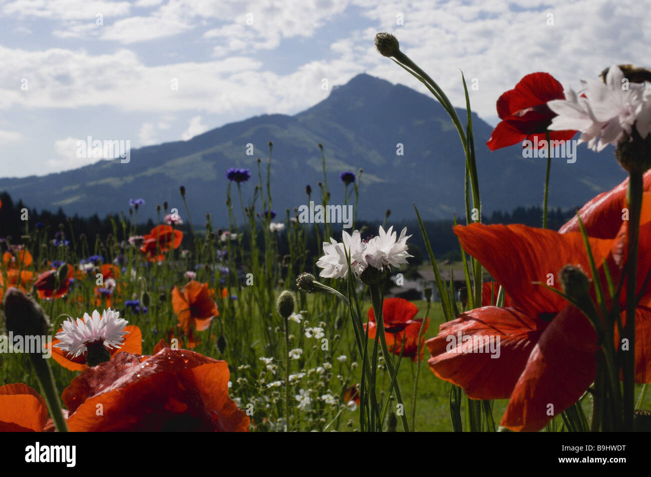 Austria Tyrol Going Wilder Kaiser flower meadow corn poppy narcissus ...