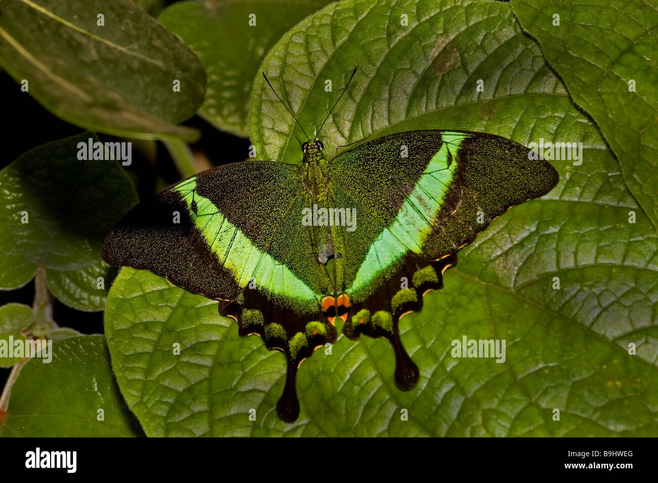 Banded Peacock Butterfly Stock Photo - Alamy