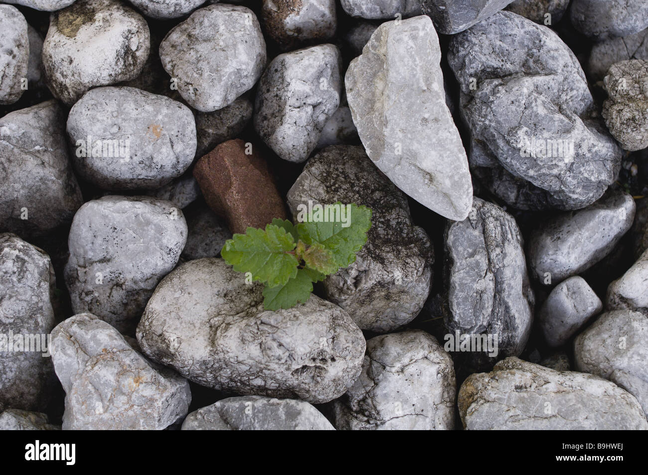 Stones plant-instinct nature grit plant instinct planting little small ...
