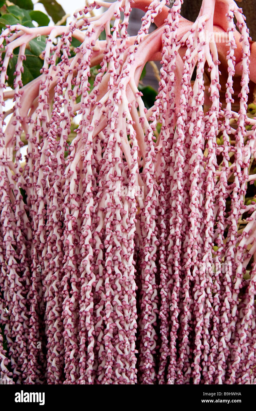 Unusual flowering tree in Madeira Portugal Stock Photo - Alamy