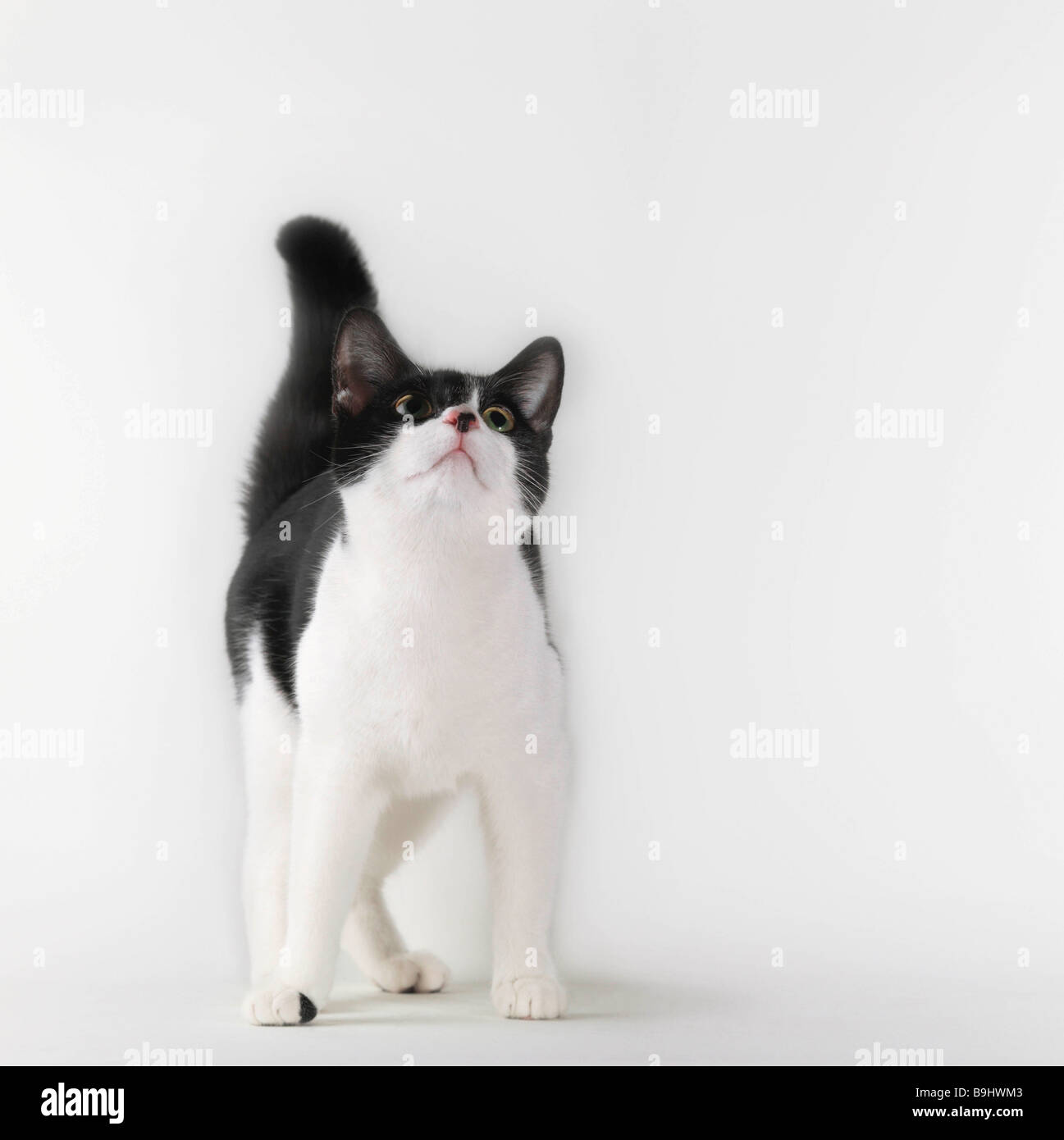 Black and white cat looking up Stock Photo - Alamy