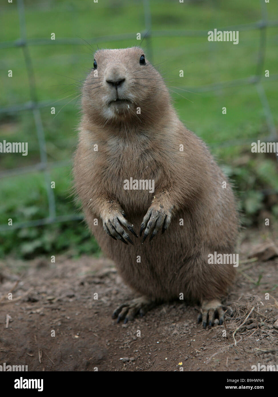 A prairie dog standing up on guard Stock Photo - Alamy