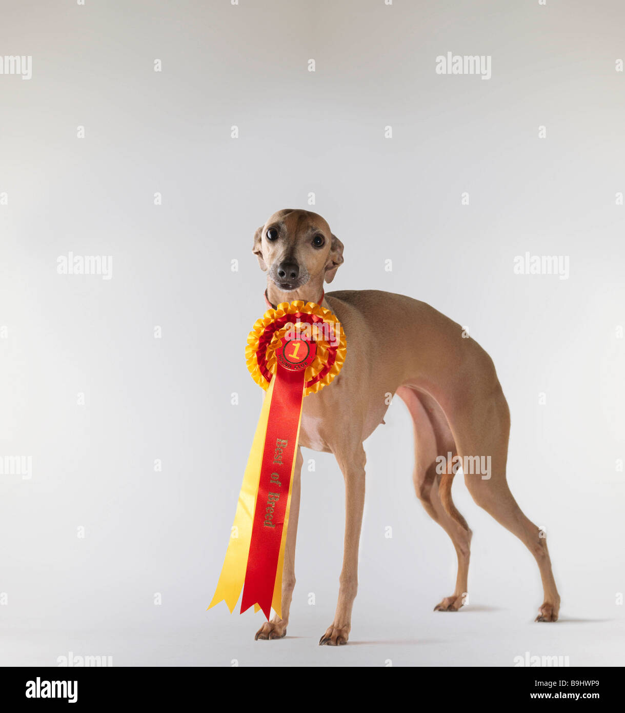 Prize winning ribbon hi-res stock photography and images - Alamy
