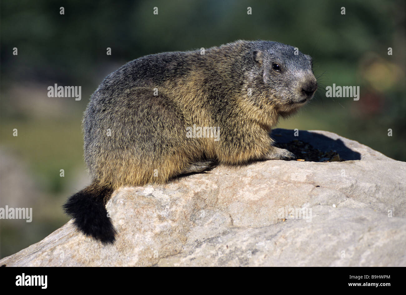 Alpine marmot in the french alps hi-res stock photography and images ...