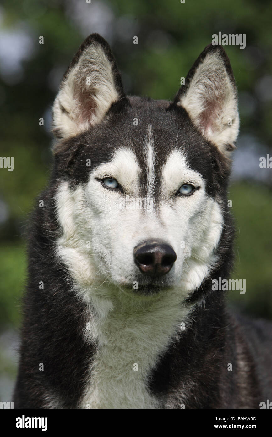 Siberian Husky - portrait Stock Photo - Alamy