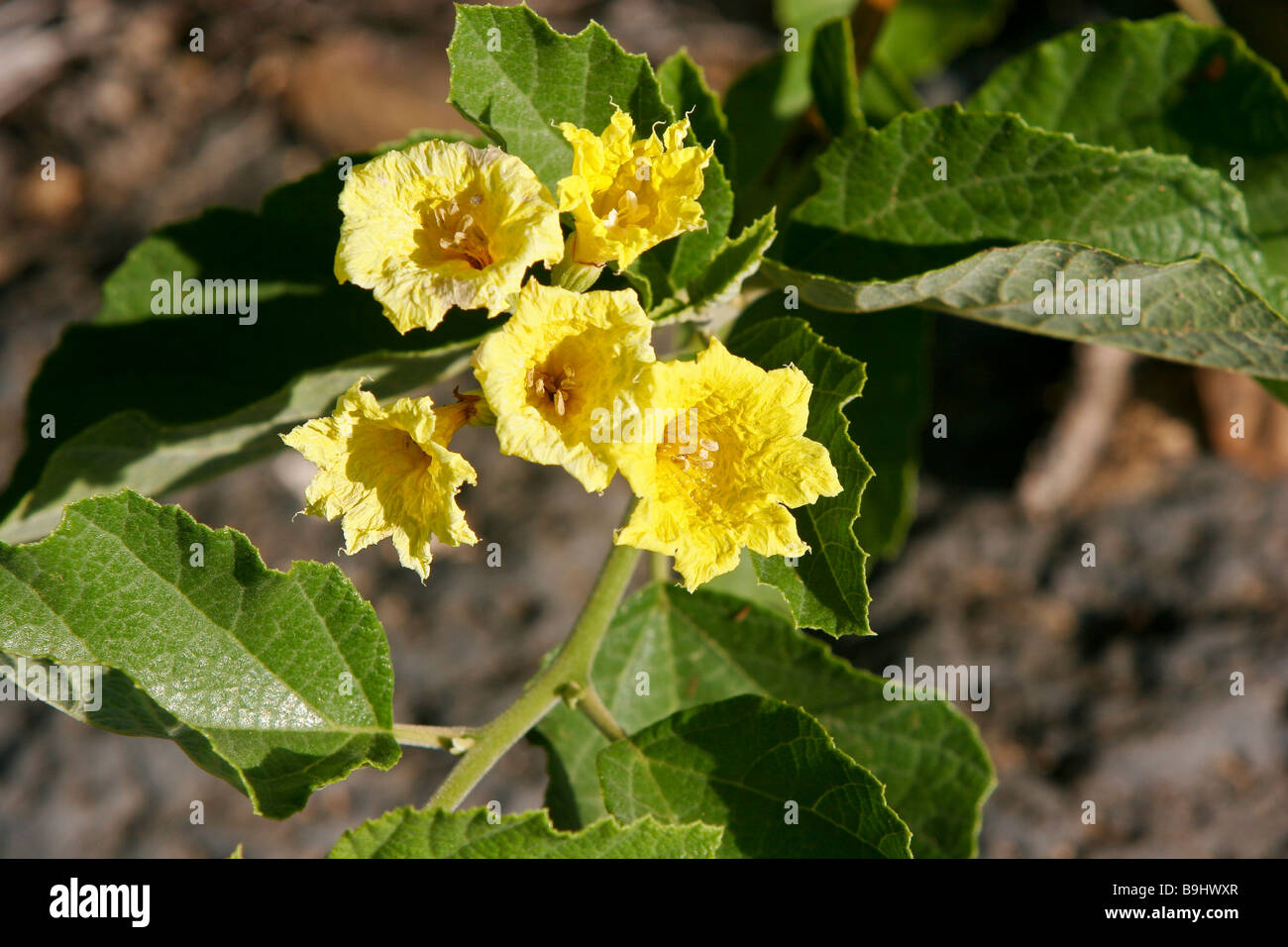 Cordia lutea hi-res stock photography and images - Alamy