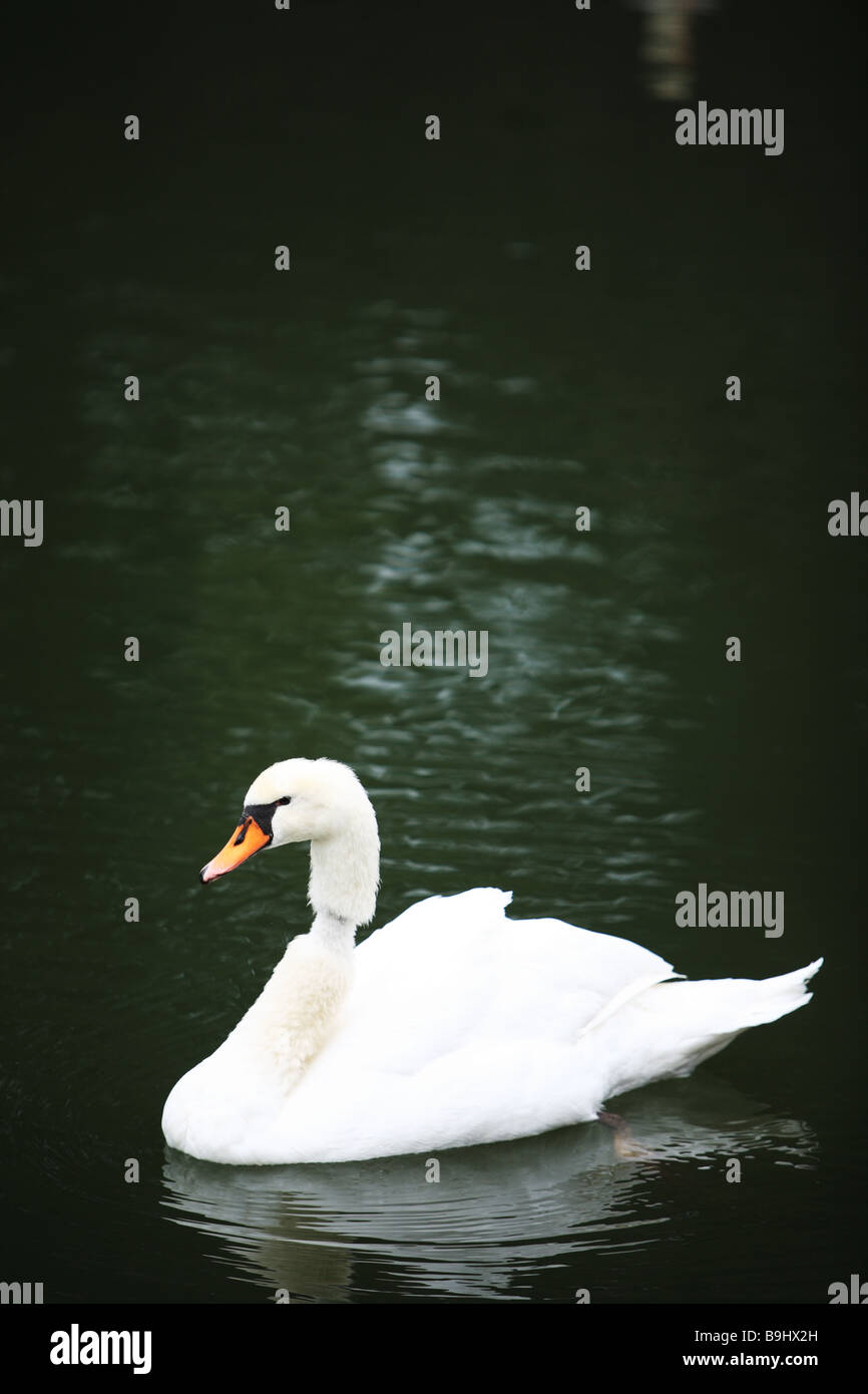 Swans in the grounds of the Imperial Palace, Tokyo, Japan Stock Photo ...