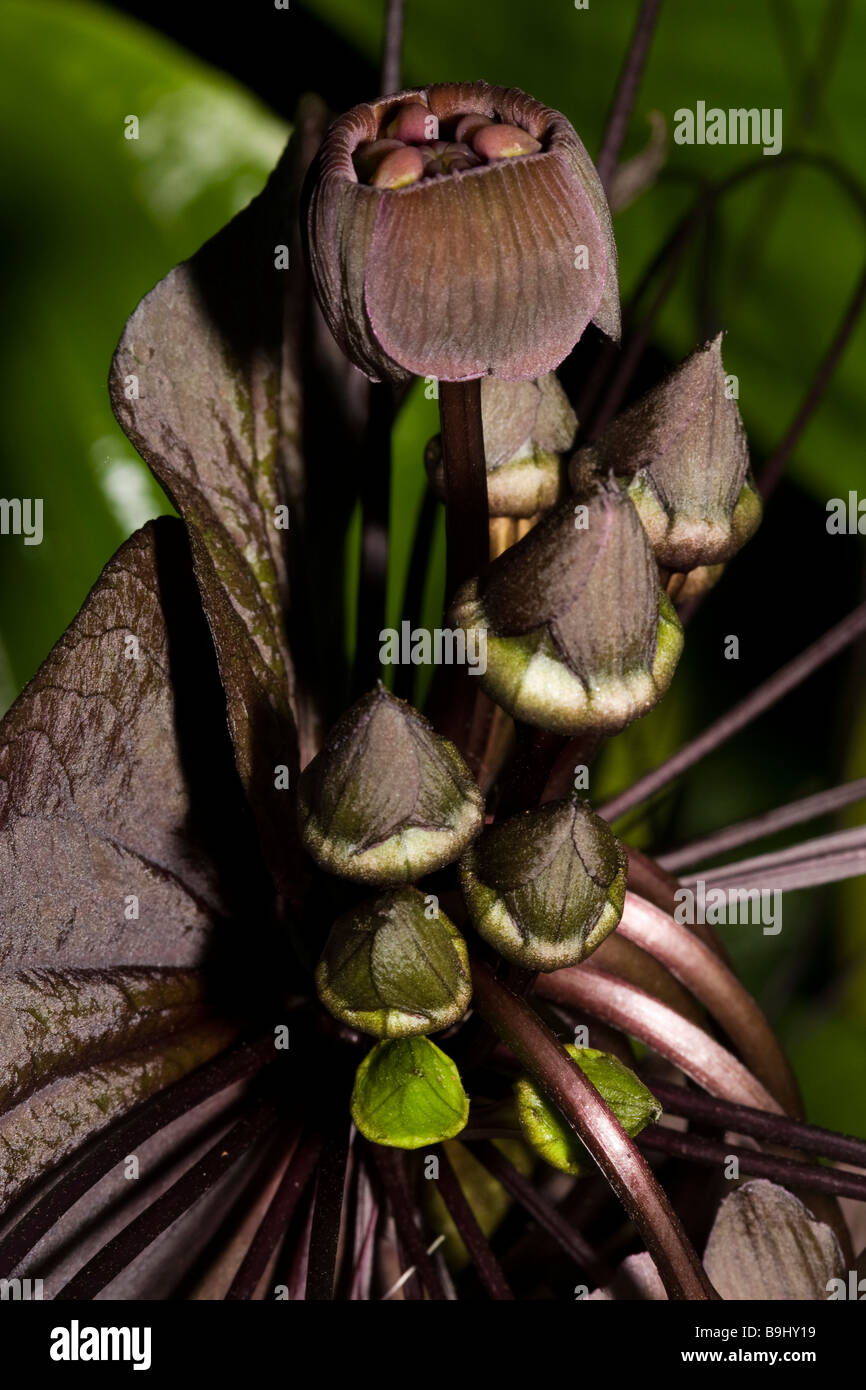 Tacca chantrieri hi-res stock photography and images - Alamy