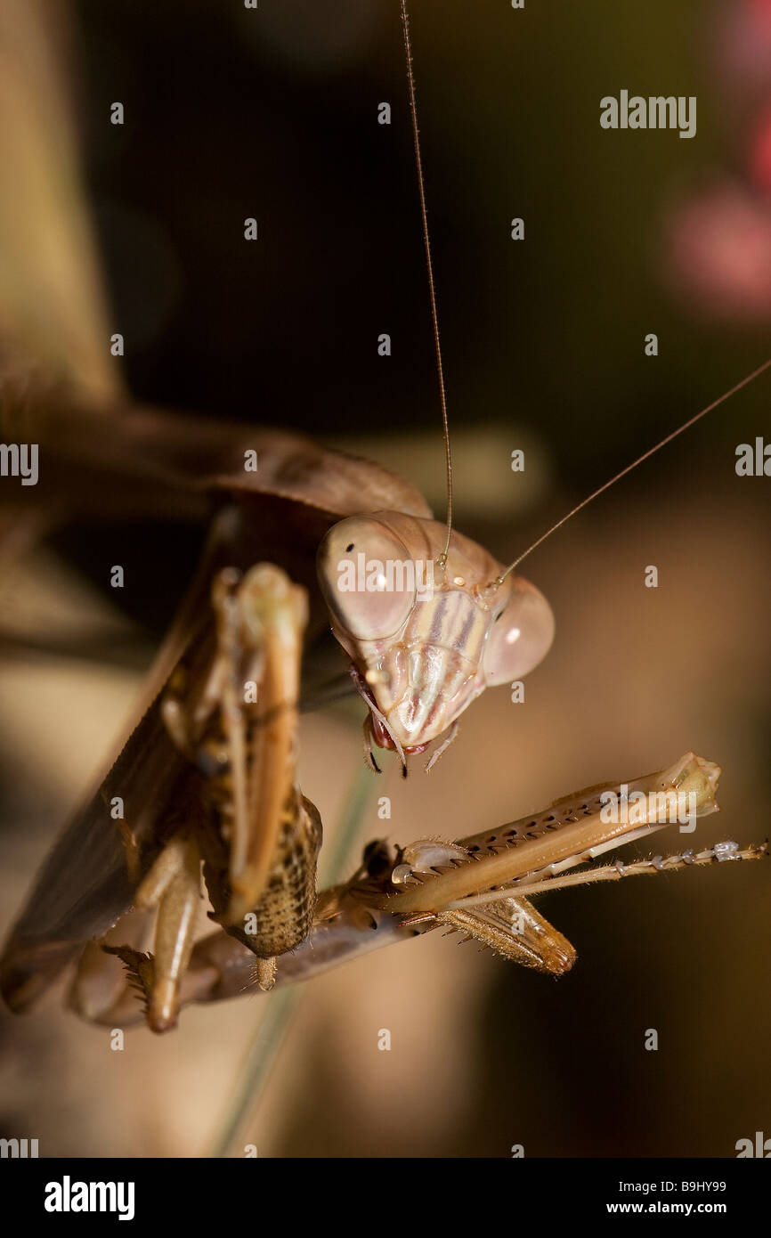 Vivarium praying mantis hi-res stock photography and images - Alamy