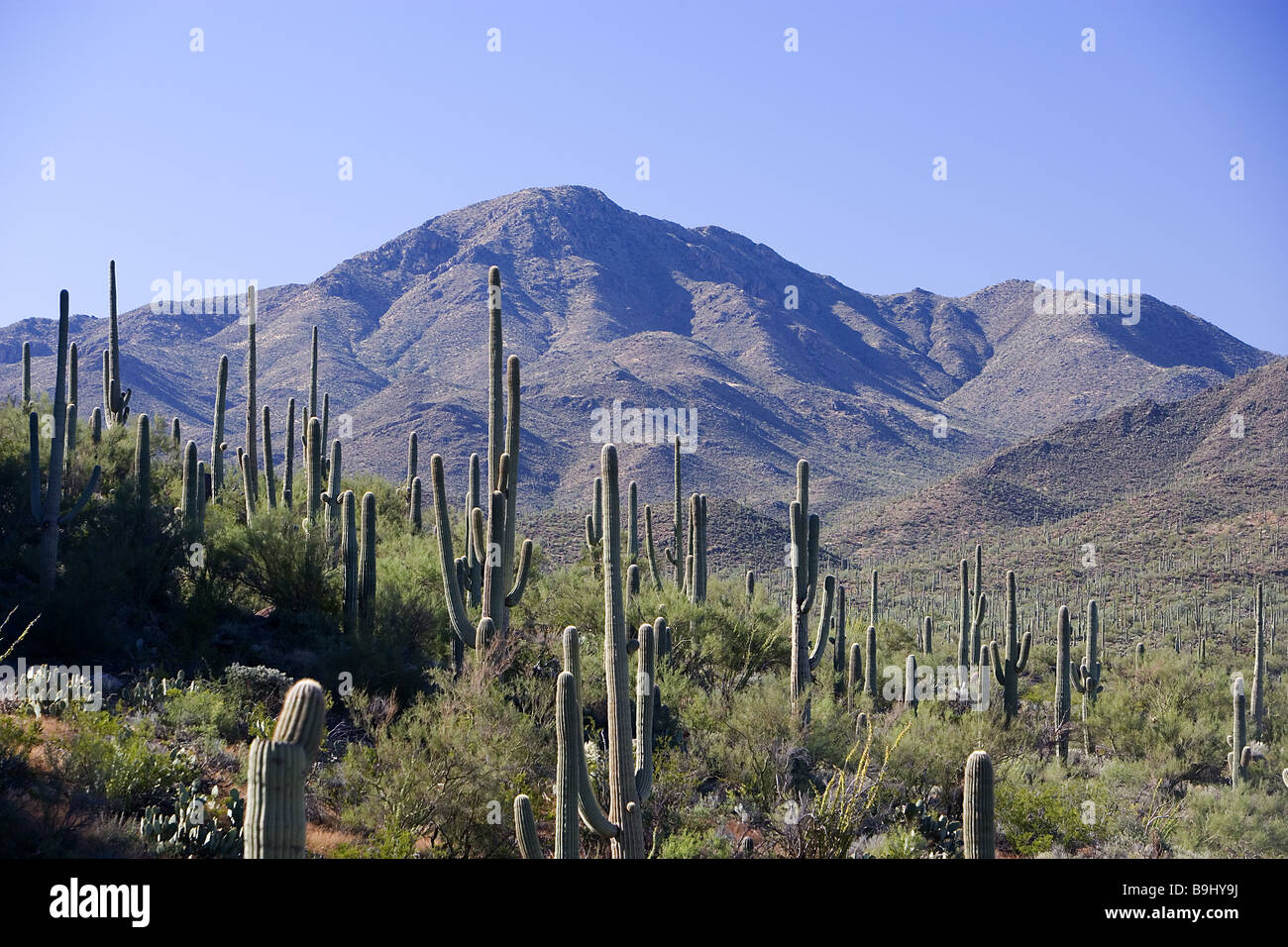 USA Arizona Tucson Saguaro-Nationalpark landscape mountains vegetation ...