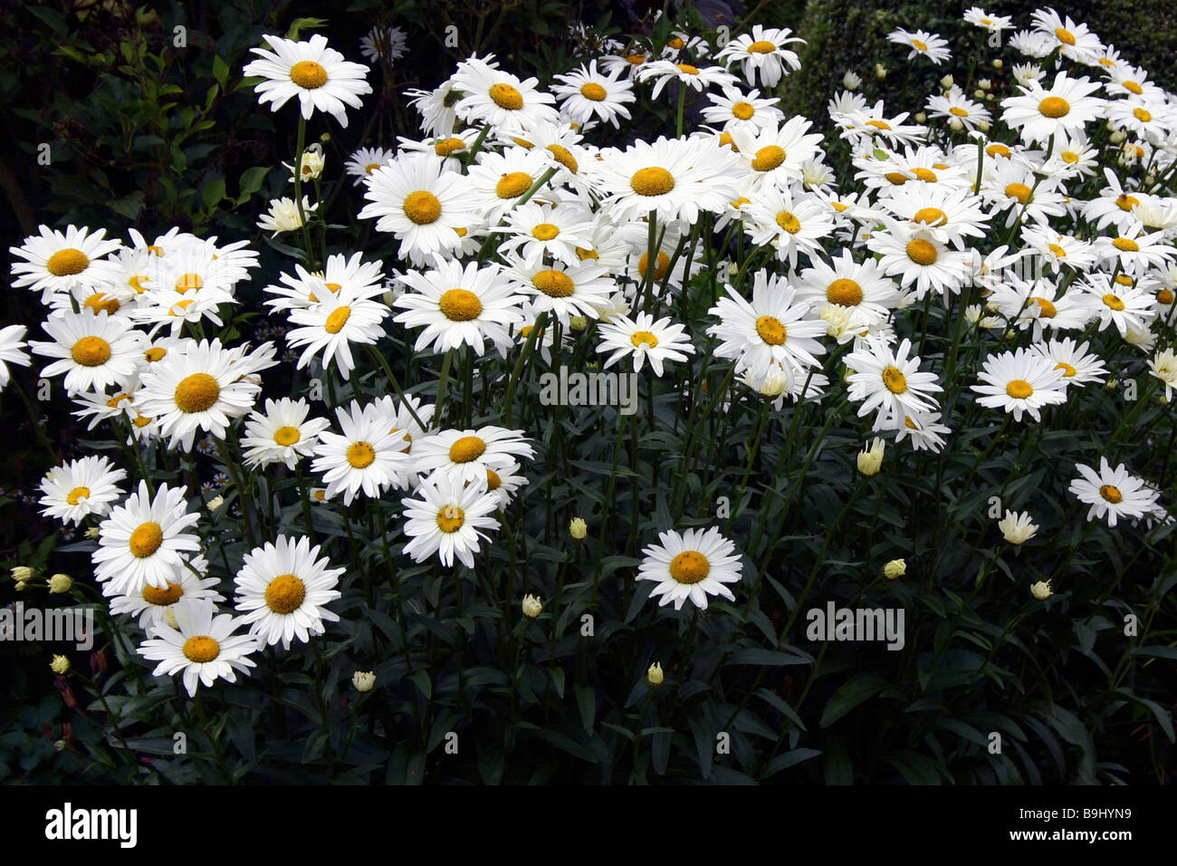 A group of Oxeye Daisies (leucanthemum vulgare Stock Photo - Alamy