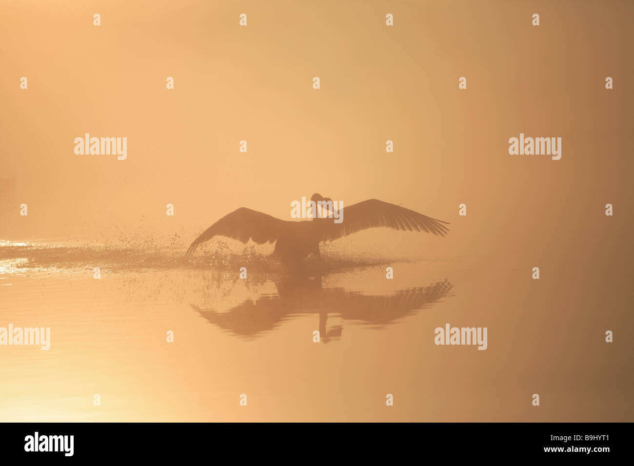 lake swan water-surface lands silhouette fog morning-mood Comely April ...