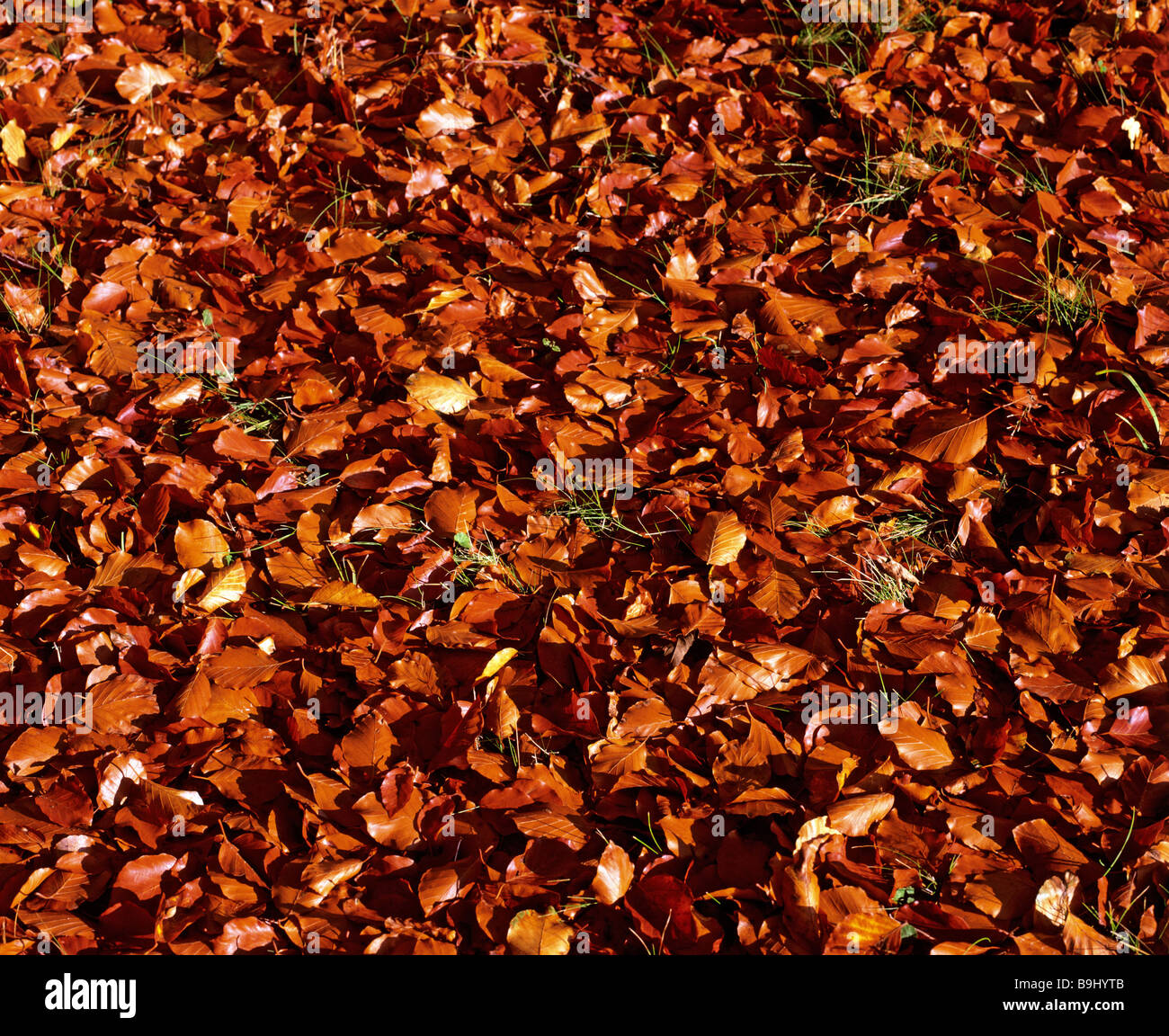 Fall foliage beech tree hi-res stock photography and images - Alamy