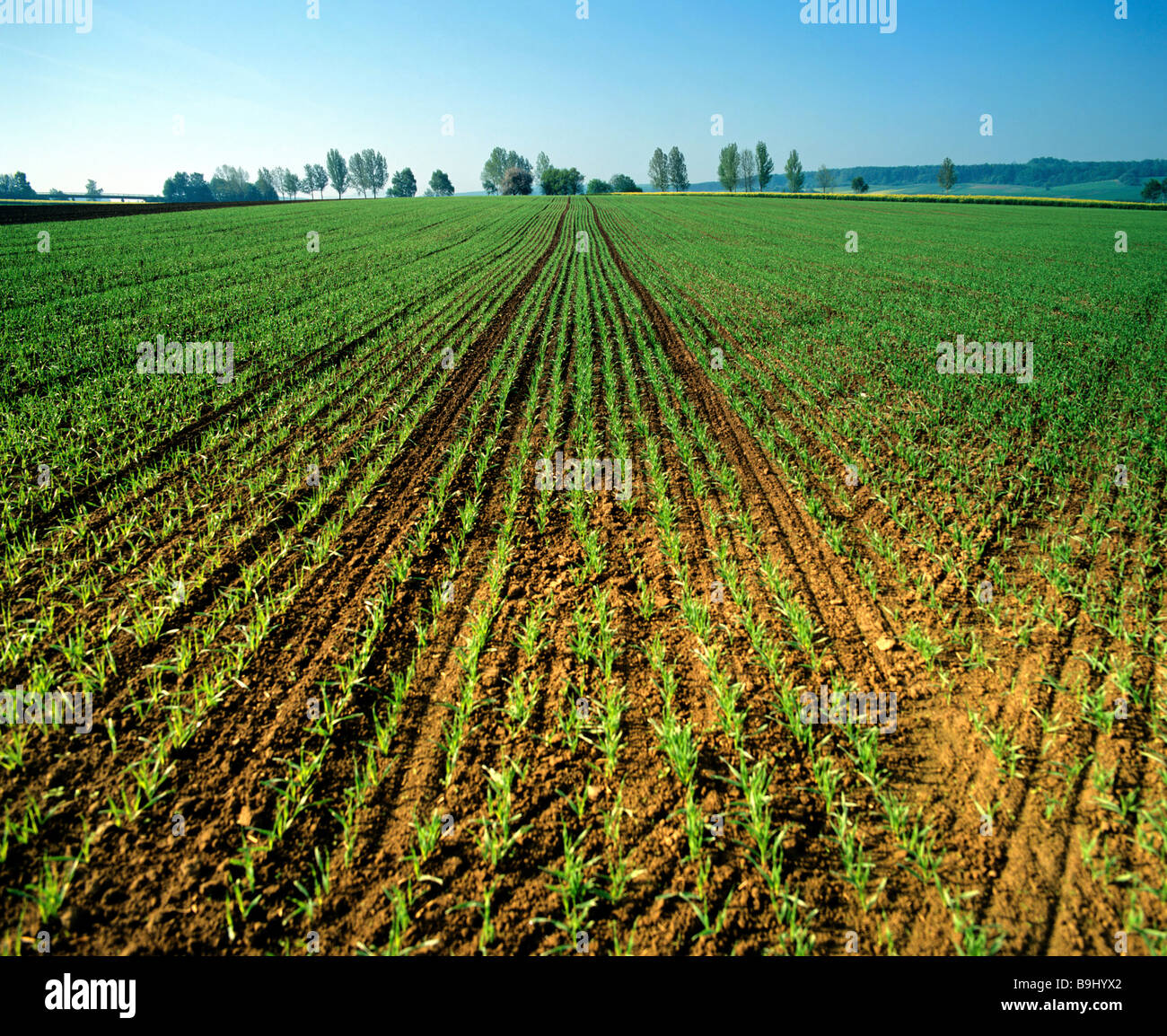 Wheat field, fresh sowing, wheat, grain Stock Photo - Alamy
