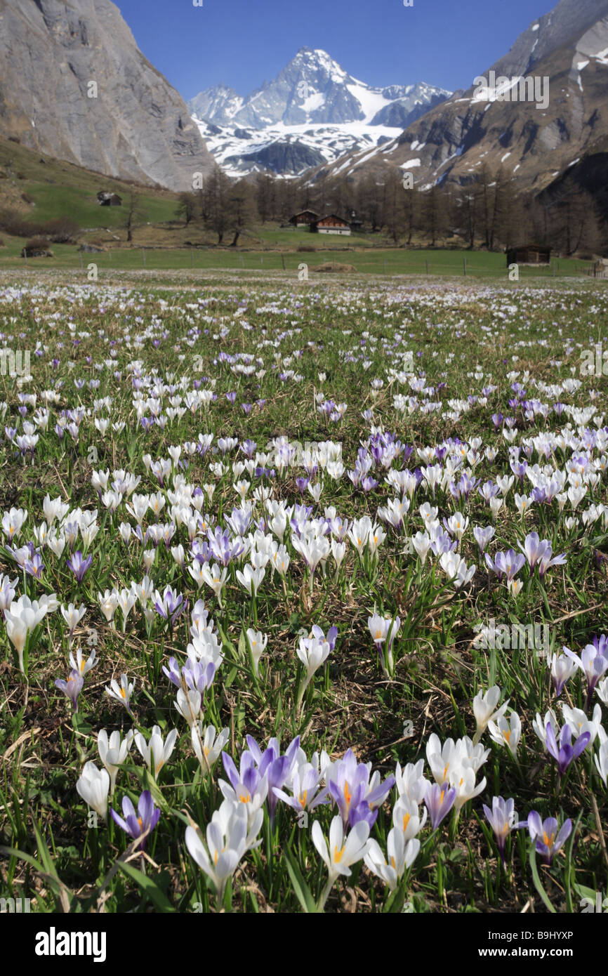 Austria Tyrol national-park Hohe Tauern Kals Grossglockner mountain ...