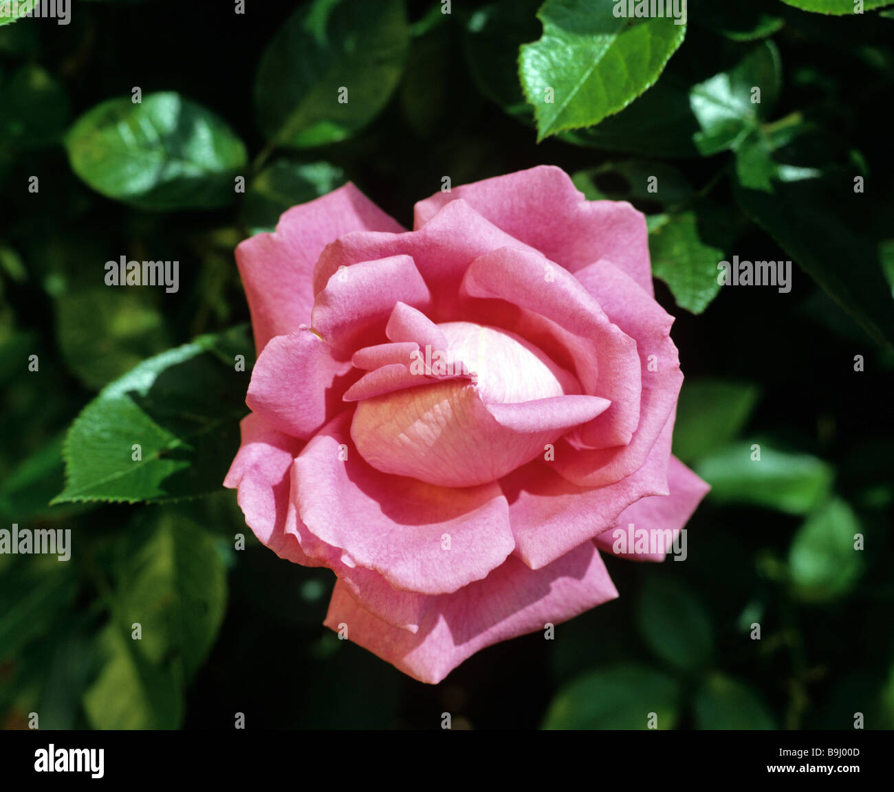 Pink Rose (Rosa), blossom Stock Photo - Alamy