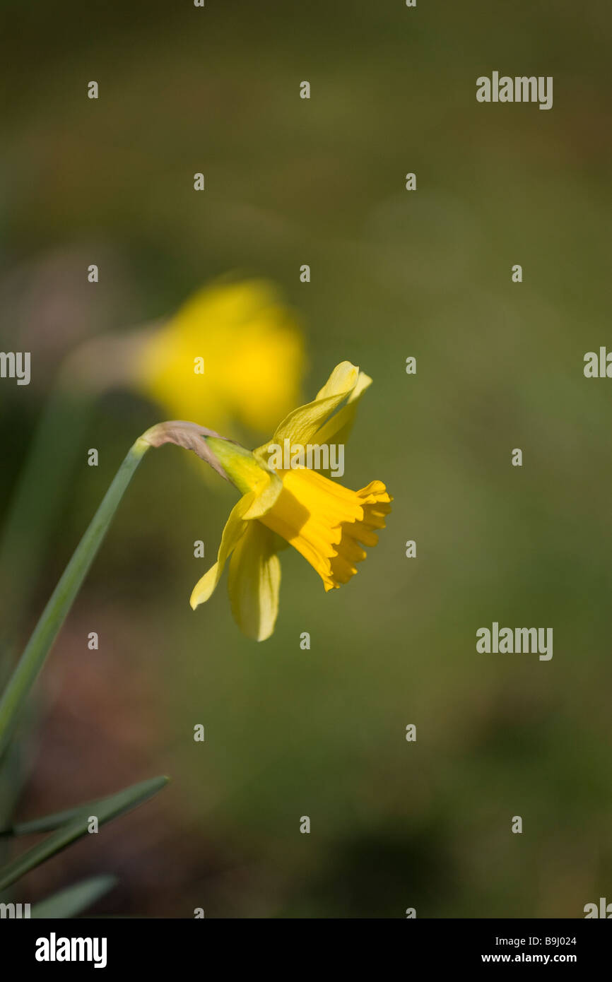Yellow Daffodils in sunshine Stock Photo - Alamy