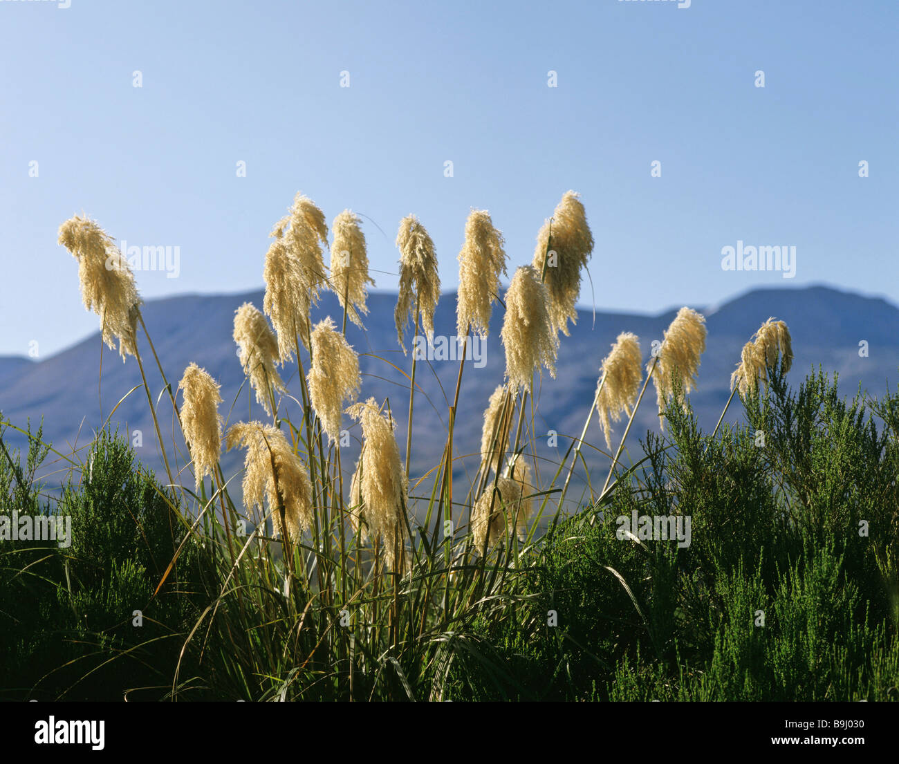 Common Reed (Phragmites australis Stock Photo - Alamy
