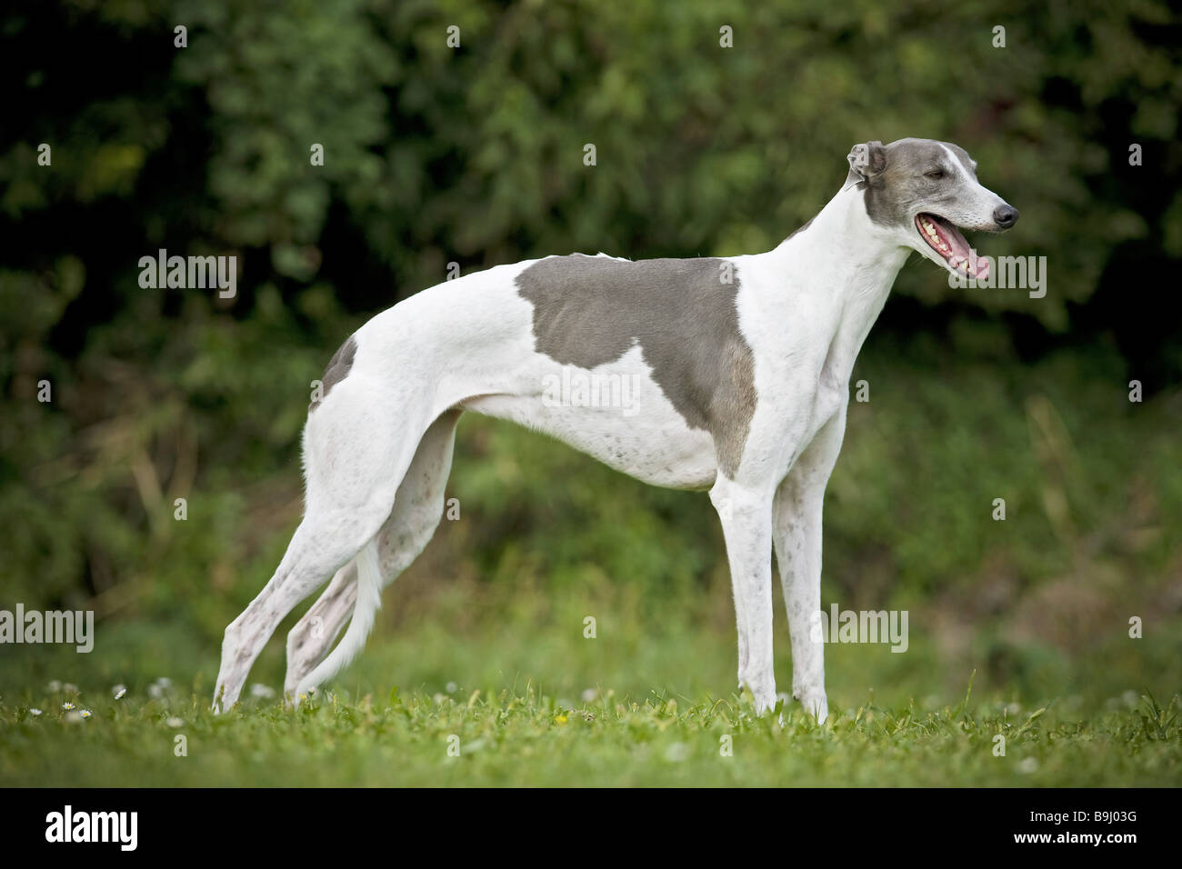Greyhound on grass hi-res stock photography and images - Alamy