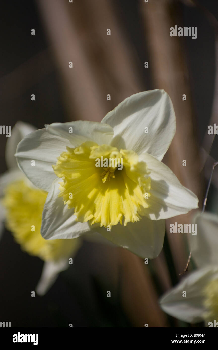 Yellow daff hi-res stock photography and images - Alamy