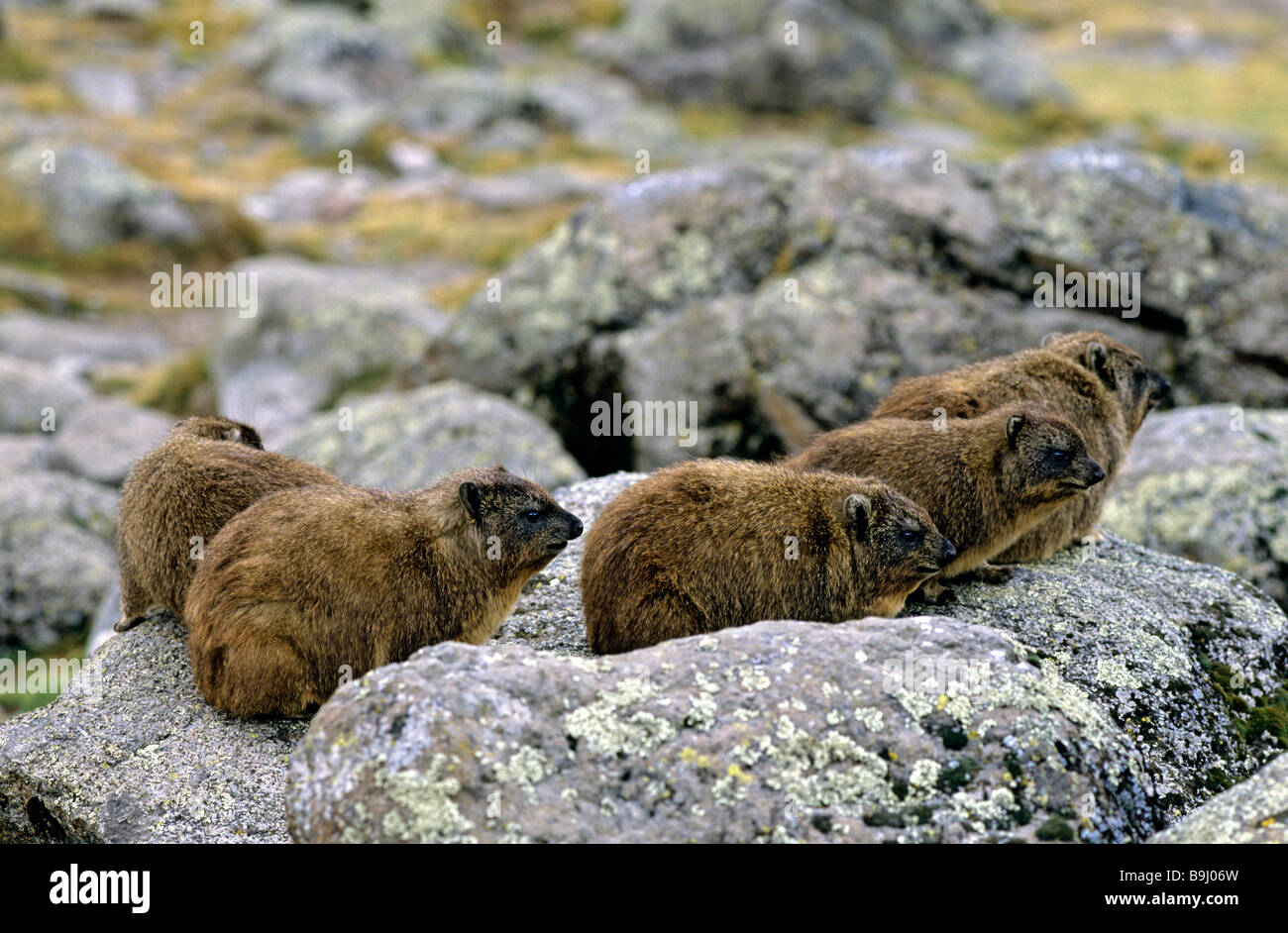 Rock Hyrax (Procavia capensis), group, Kenya, Africa Stock Photo - Alamy