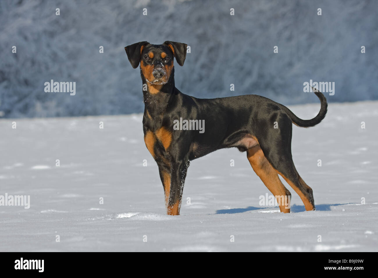 German Pinscher dog - standing in the snow Stock Photo - Alamy