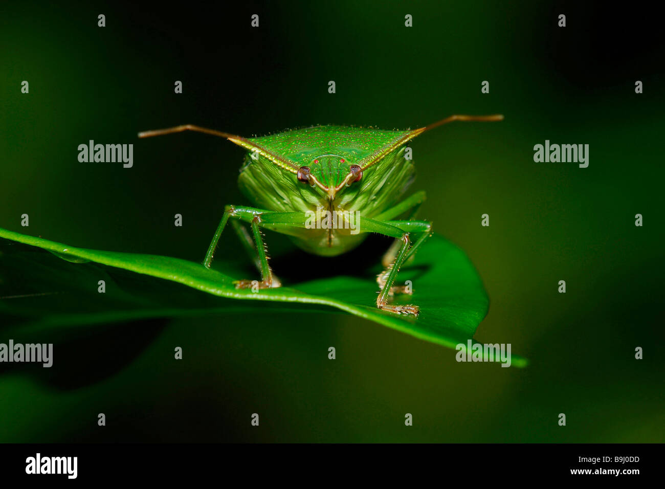 Costa rican insekten hi-res stock photography and images - Alamy