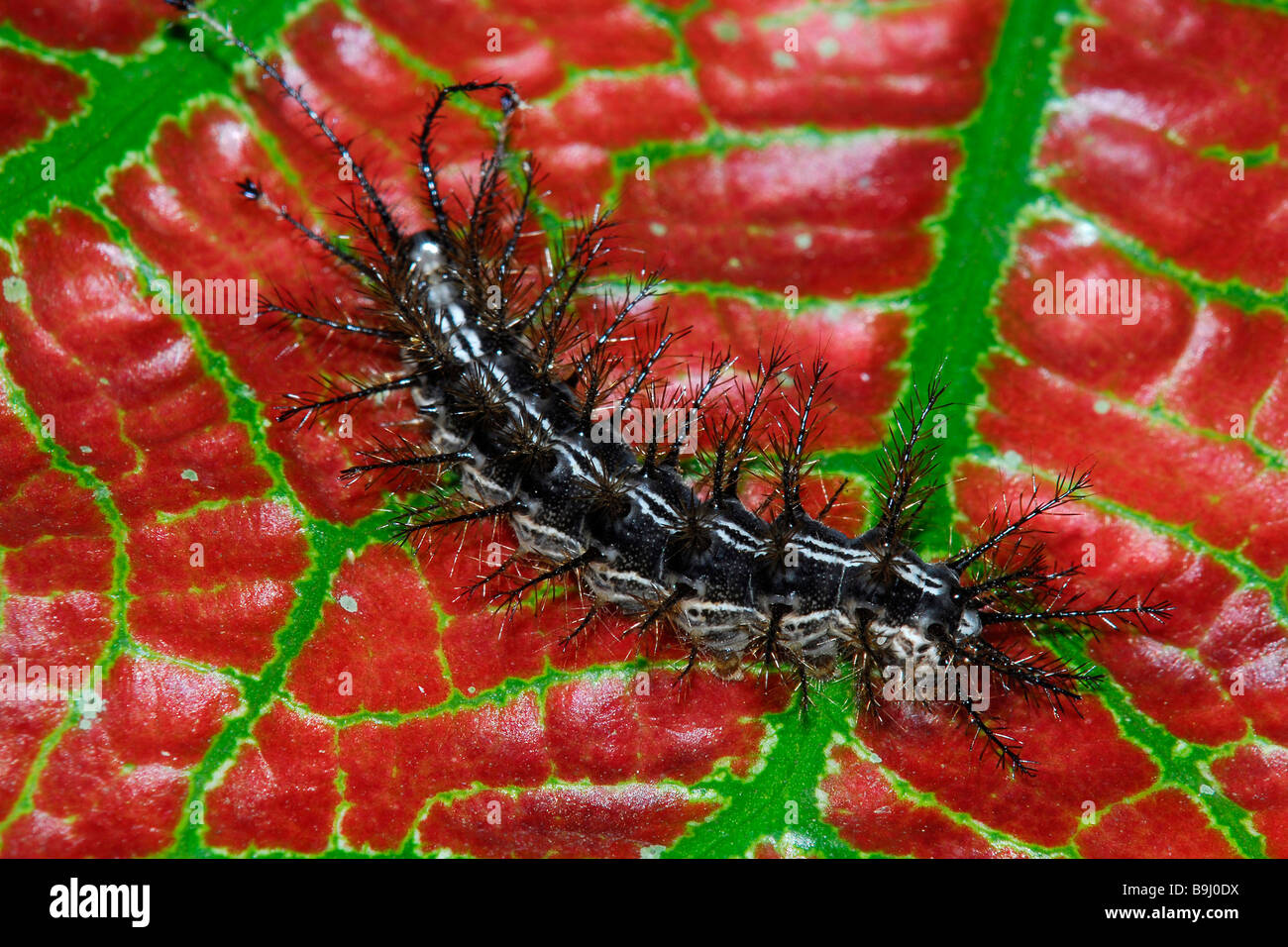 Buckmoth hi-res stock photography and images - Alamy