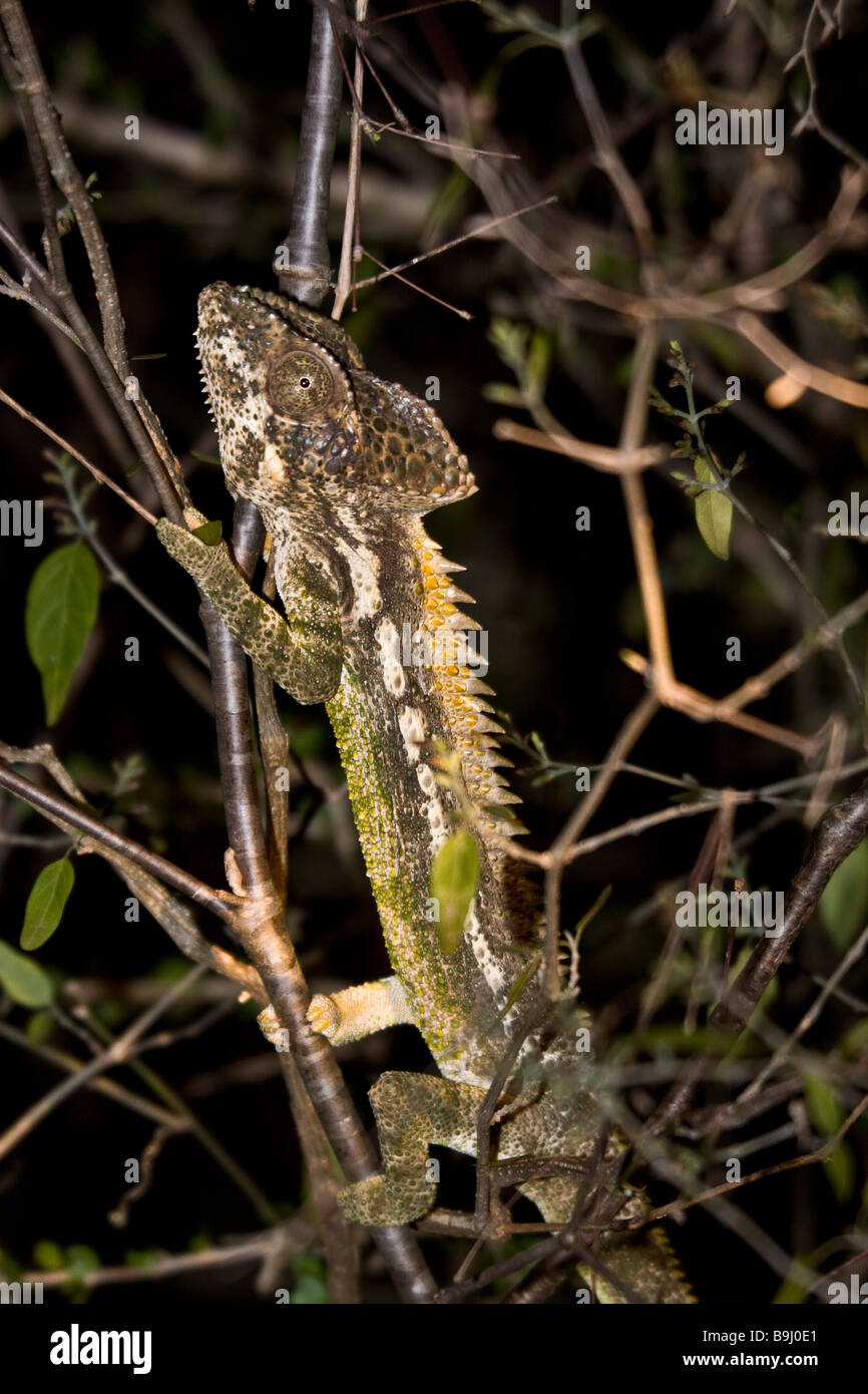 Spiny backed Chameleon Madagascar Stock Photo - Alamy