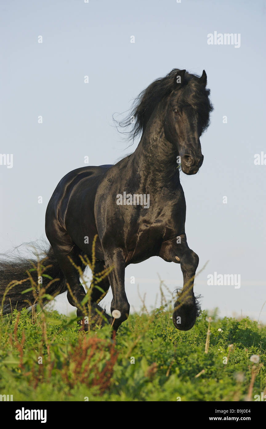 Friesian horse - galloping on meadow Stock Photo - Alamy