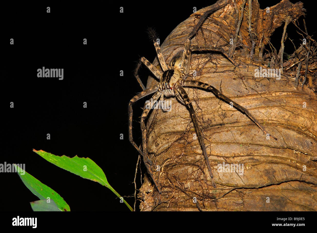 Cupiennius coccineus hi-res stock photography and images - Alamy