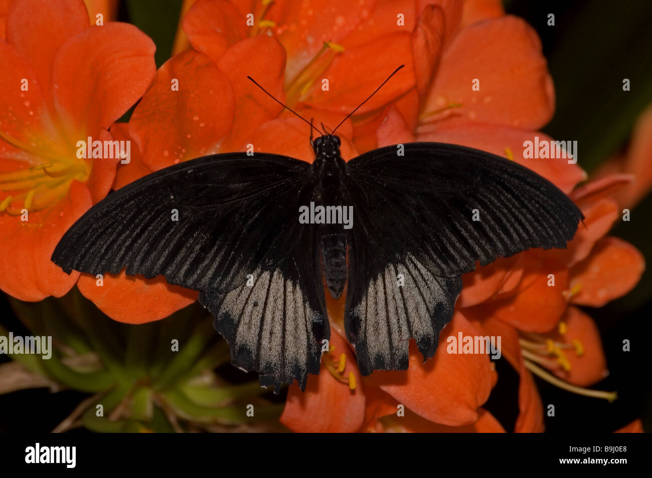 Butterfly with wings spread Stock Photo - Alamy