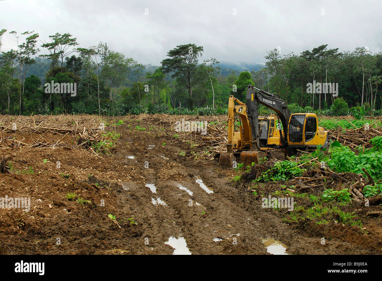 Rainforest clearing central america hi-res stock photography and images ...