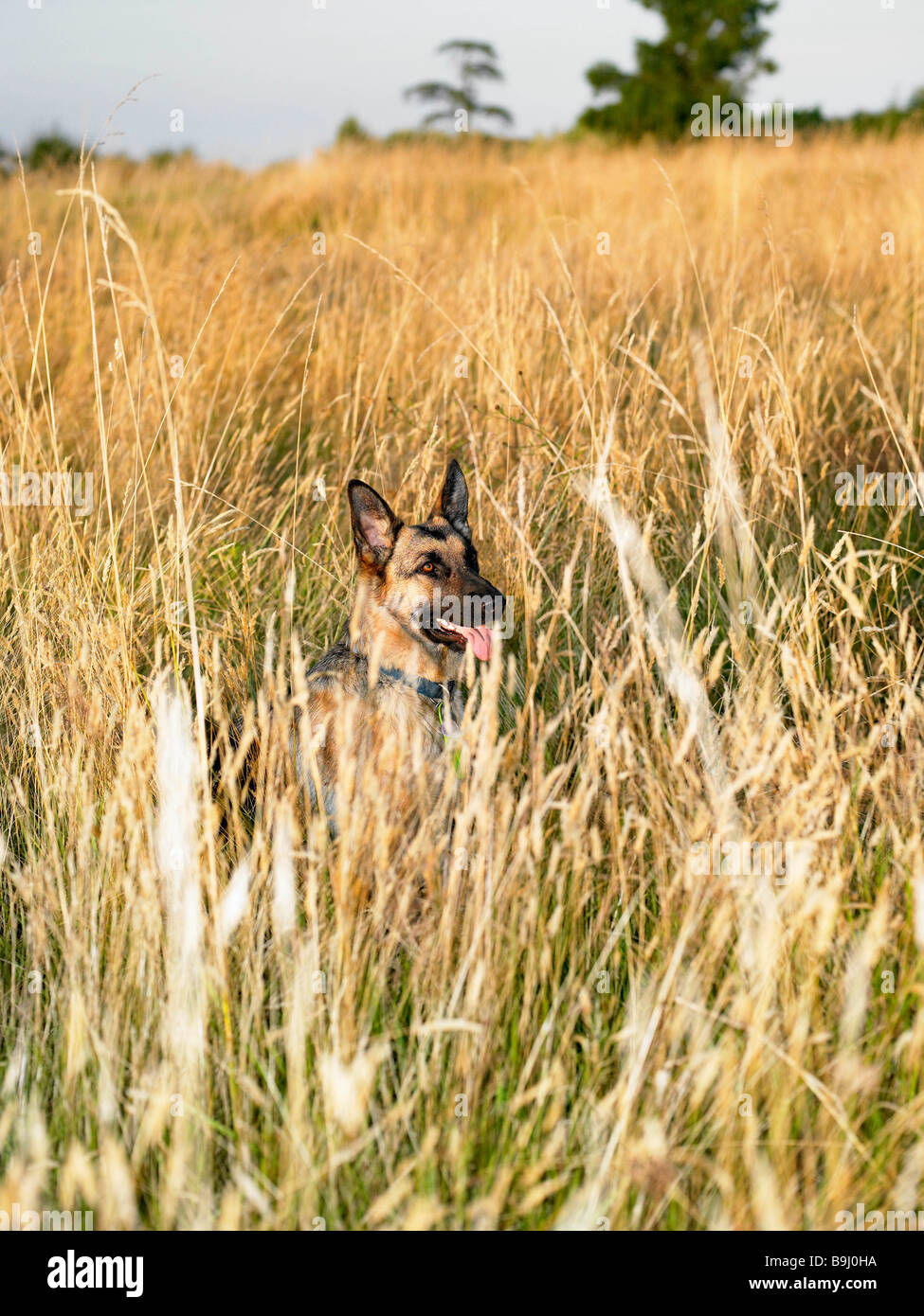 Dog in a field Stock Photo - Alamy