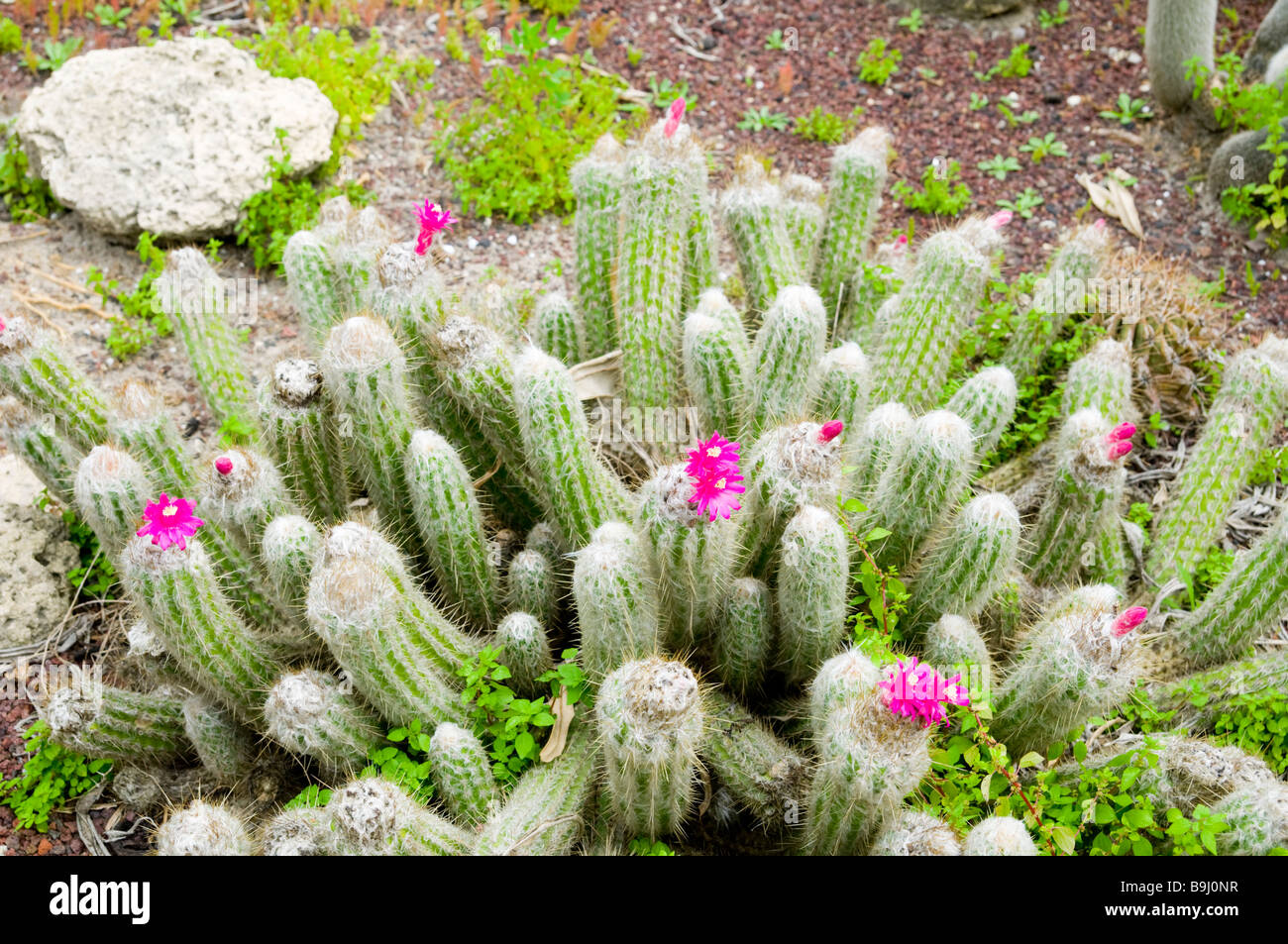 Flowering Strawberry Hedgehog Cactus Echinocereus engelmannii in a ...