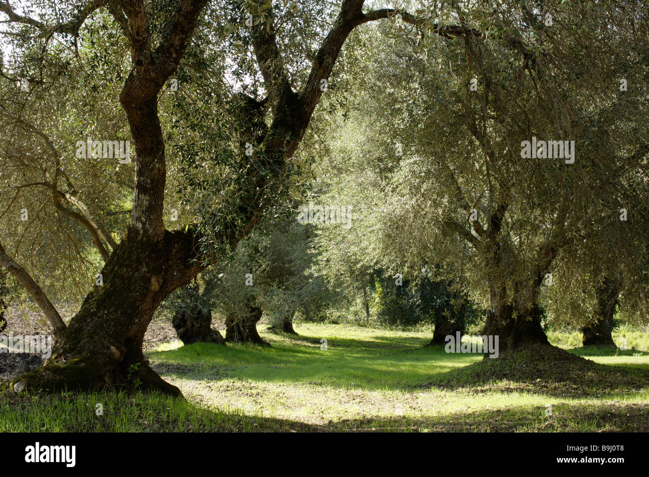 Olive trees calabria italy hi-res stock photography and images - Alamy