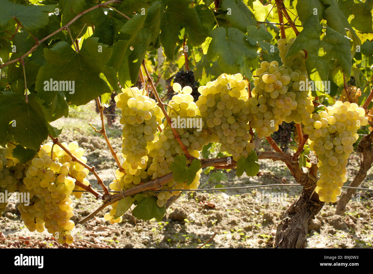 Calabria italy grape hi-res stock photography and images - Alamy