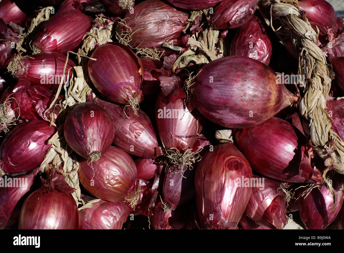 Allium onion image picture hi-res stock photography and images - Alamy