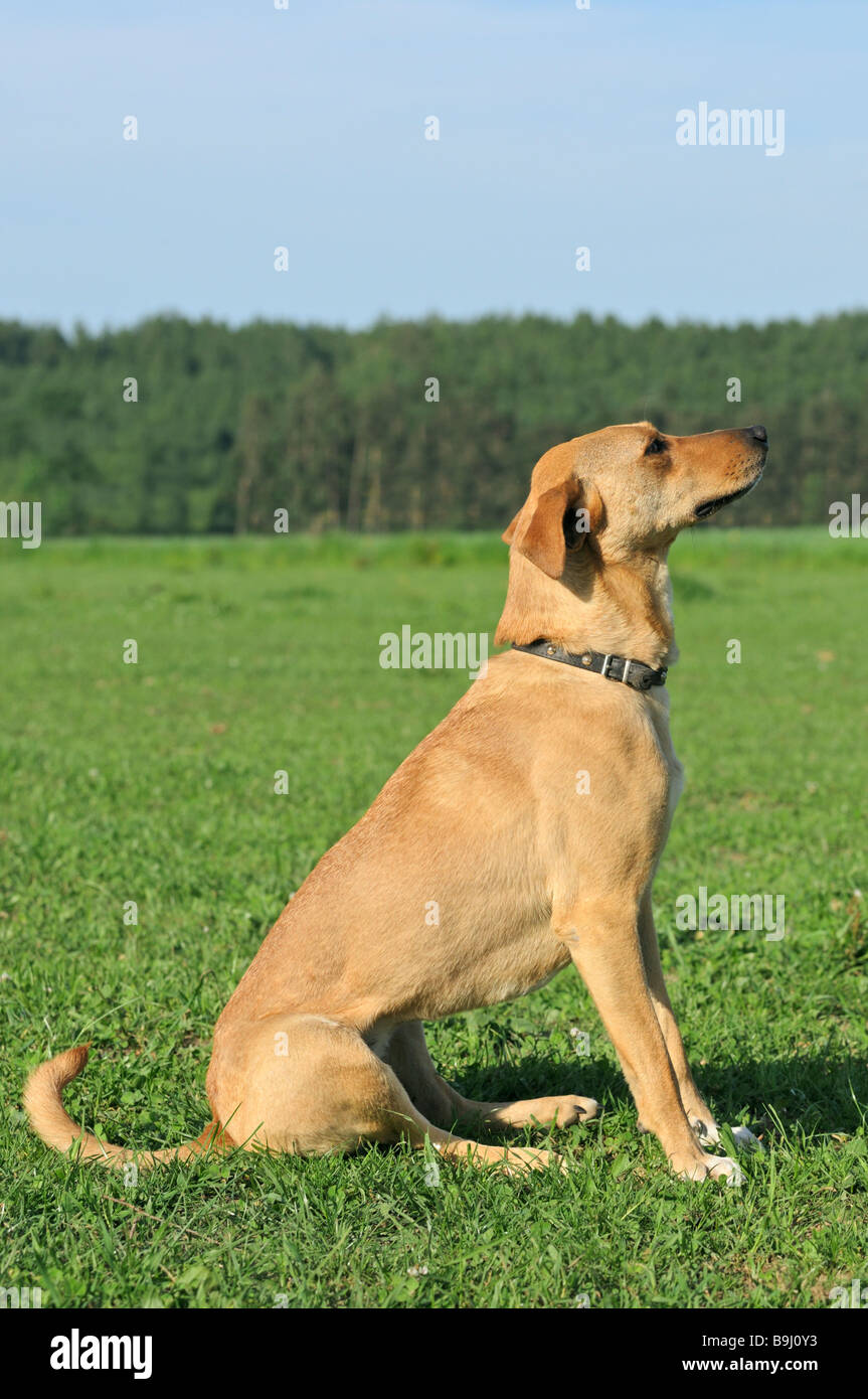 Azawakh dog hi-res stock photography and images - Alamy