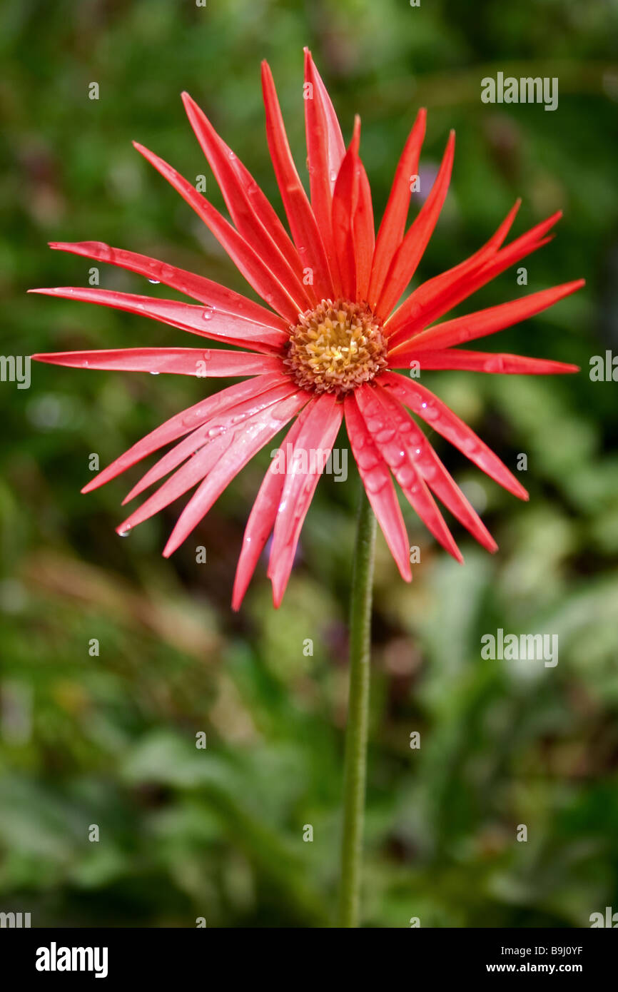 Red daisy like flower growing in Madeira Stock Photo - Alamy
