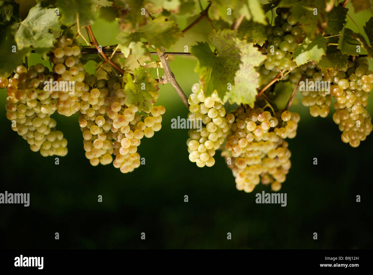 Lighted grapes hi-res stock photography and images - Alamy