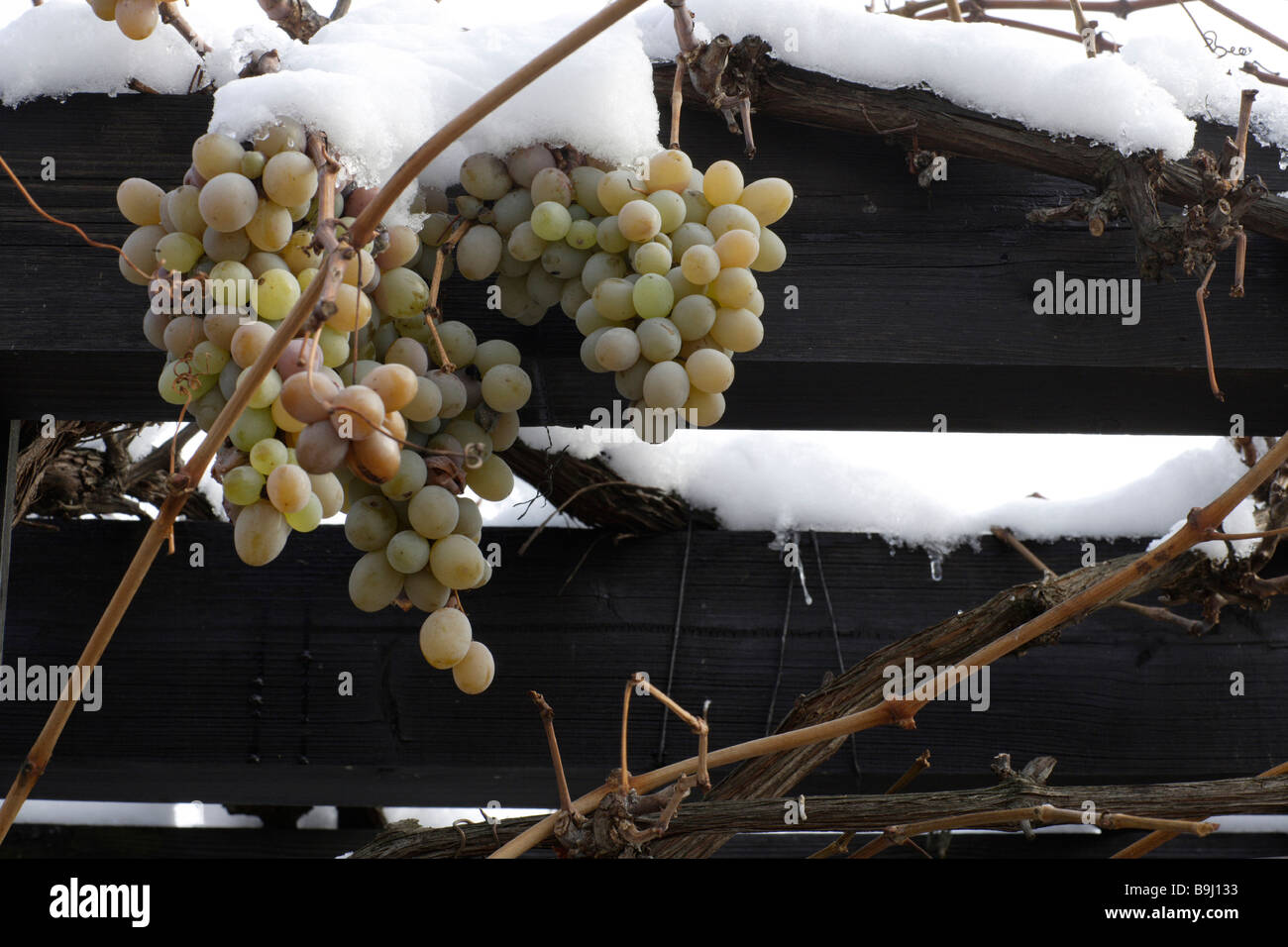 Grapes, grapevines in the winter Stock Photo - Alamy