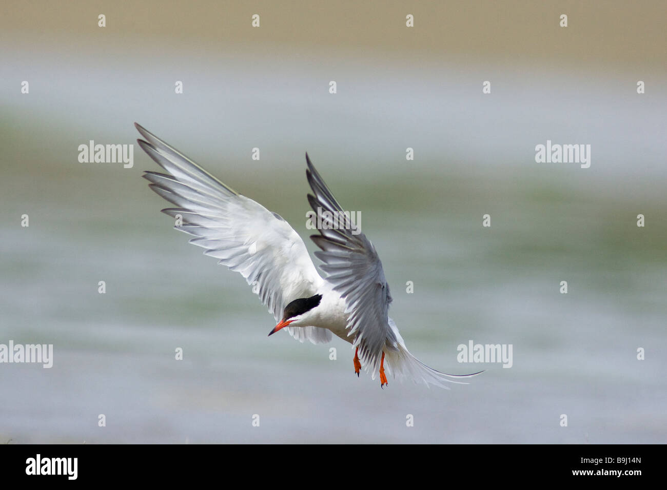 common tern in flight Stock Photo - Alamy